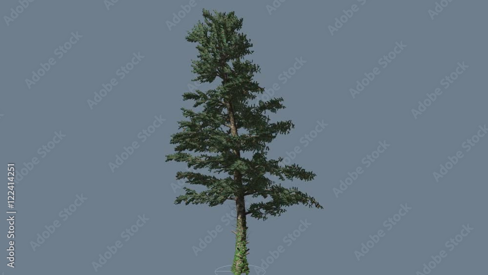 White Fir Branches Are Swaying at the Wind Needle-Like Leaves ...
