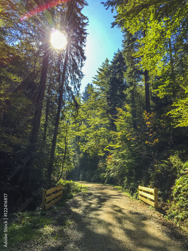 Beautiful autumn landscape into the forest, with colorful trees among ...