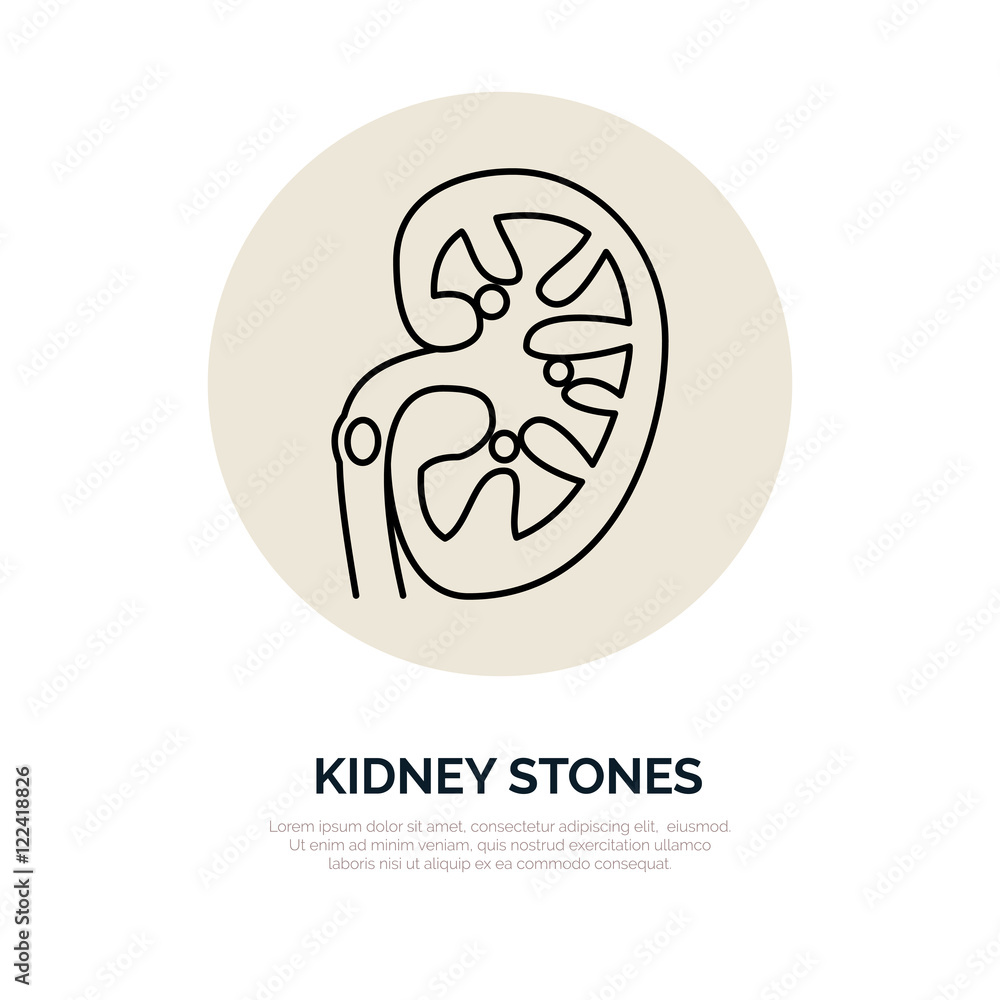 Human organ symbol, kidney. Modern vector line icons of urology. Linear ...