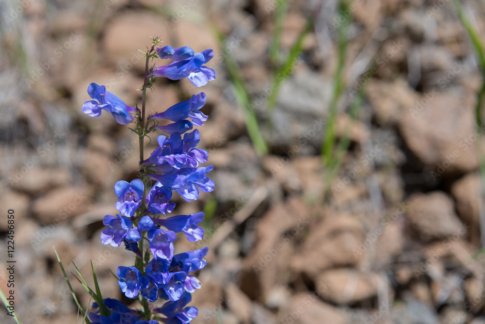 Wild blue penstemon (Penstemon speciosus) Stock Photo | Adobe Stock