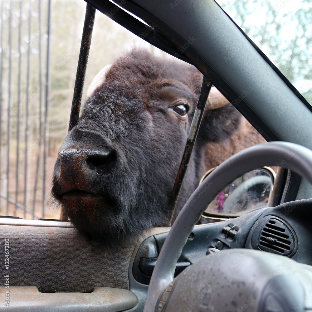 American bison sticks his head into safari car window to ask some food ...
