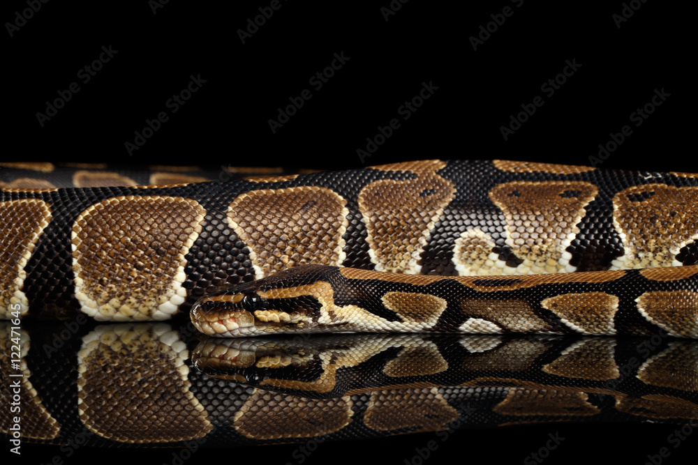 Python Snake Wallpaper