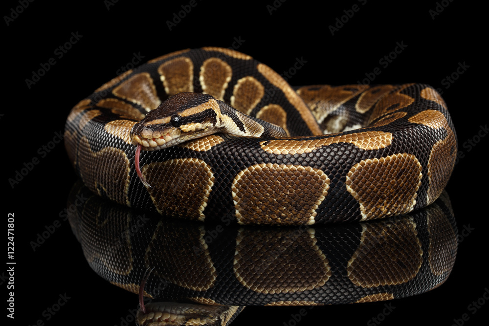 Ball or Royal python Snake on Isolated black background with reflection ...