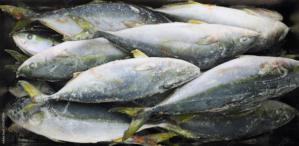 Frozen yellowtail or amberjack fish at fish market Stock Photo | Adobe ...
