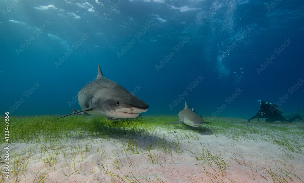 Tiger shark underwater view Grand bahama Bahamas. Stock Photo | Adobe Stock