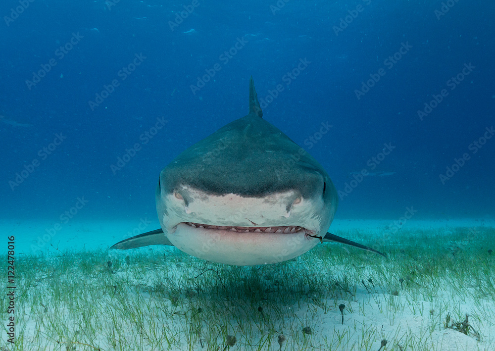 Tiger shark underwater view Grand bahama Bahamas. Stock Photo | Adobe Stock