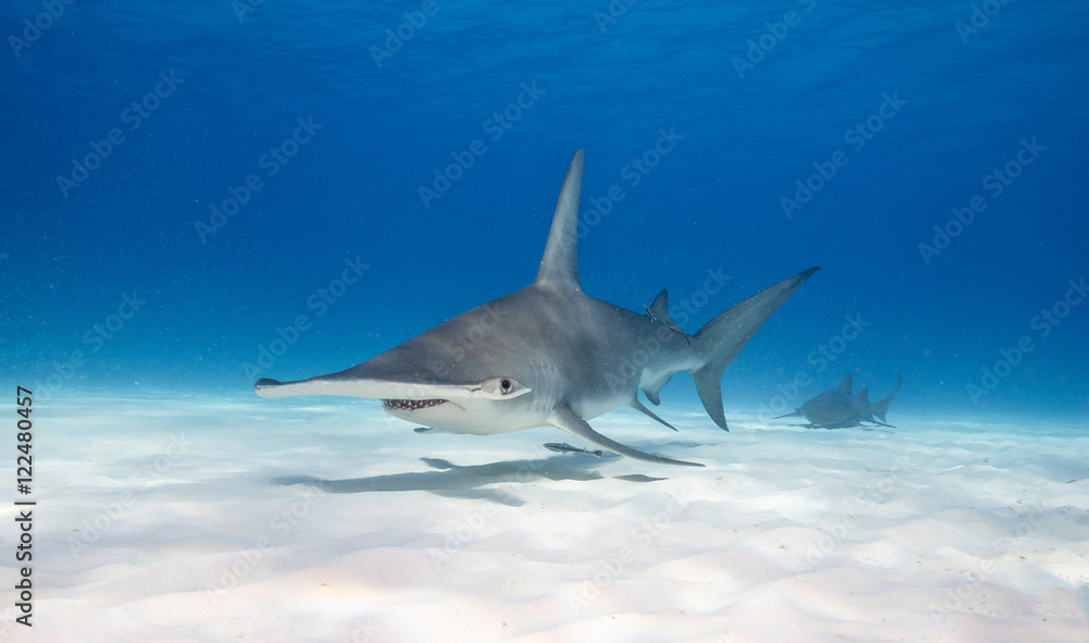 Hammerhead shark underwater view at Bimini Bahamas Stock Photo | Adobe ...