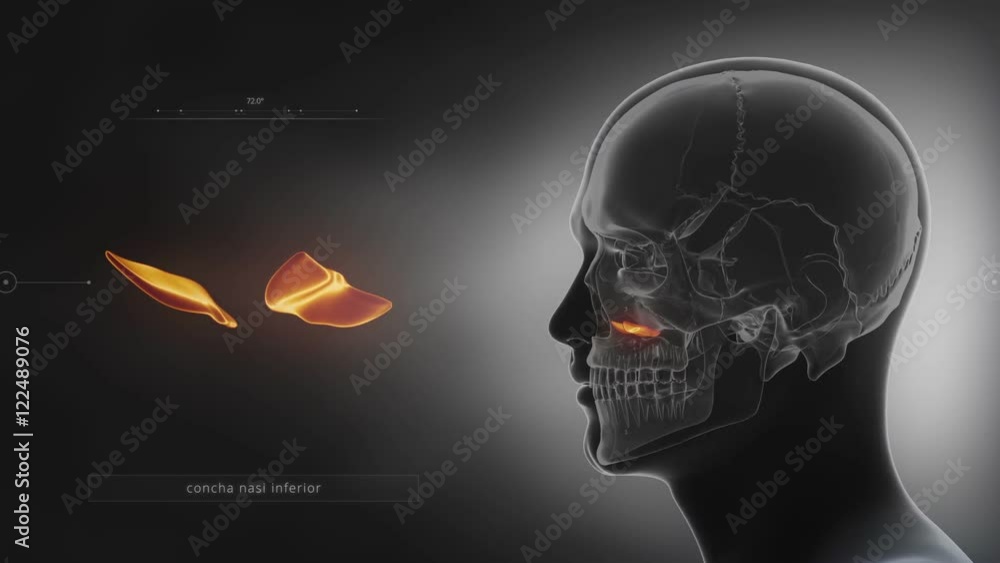Black skull x-ray animation Inferior nasal concha Stock Video | Adobe Stock