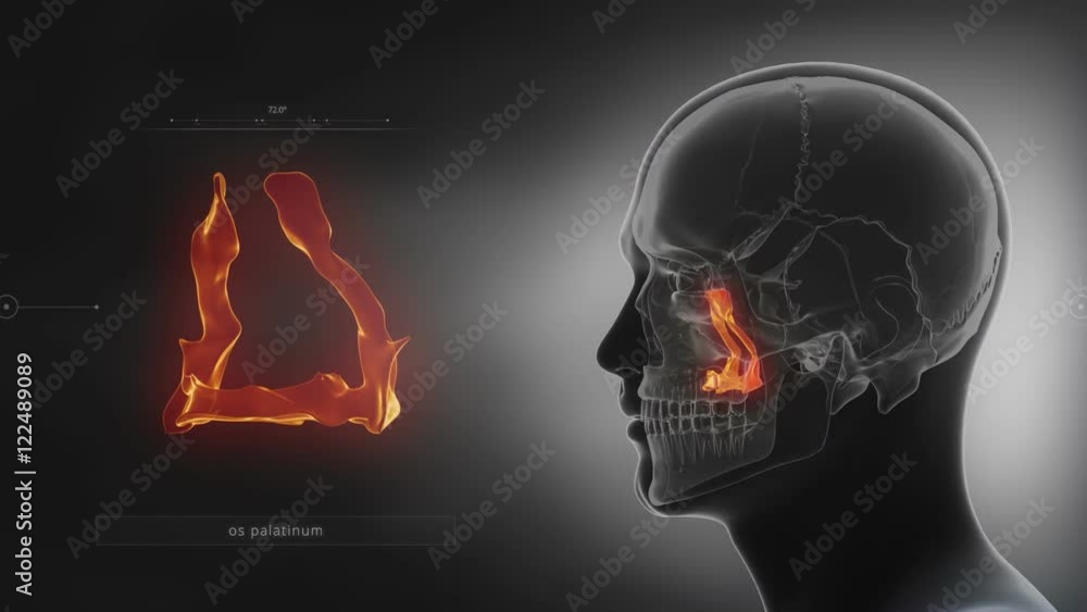 Black x-ray skull animation - Palatine bone - os palatinum Stock Video ...