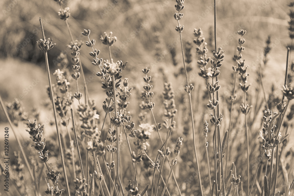 Sepia image of lavender field. Sepia effect beautiful summer background ...