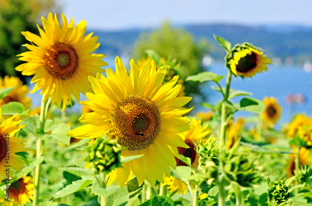 Landschaft im Sommer: Sonnenblumenfeld am Bodensee an einem warmen ...