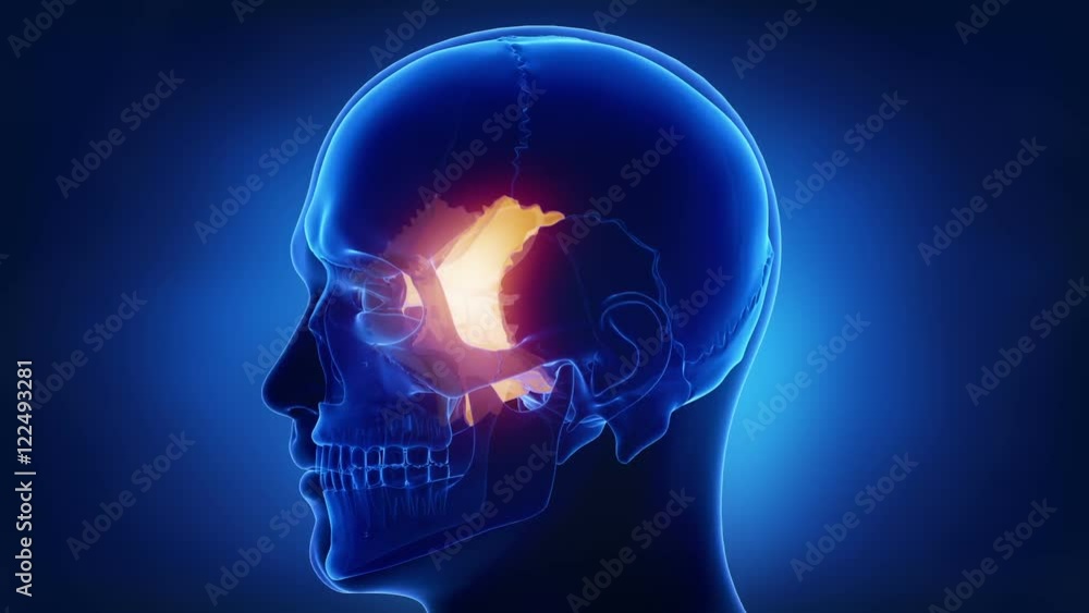 Blue x-ray skull animation animation - Sphenoid bone - os sphenoidale ...