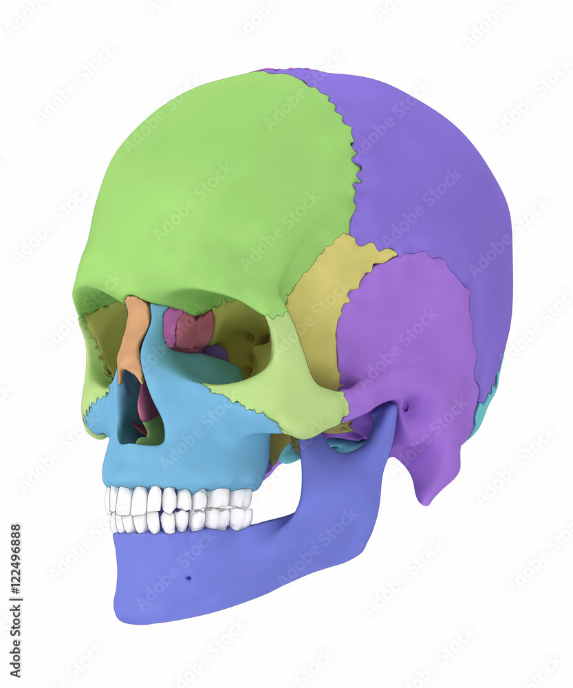 Human skull with colorized skull bone parts Stock Illustration | Adobe ...