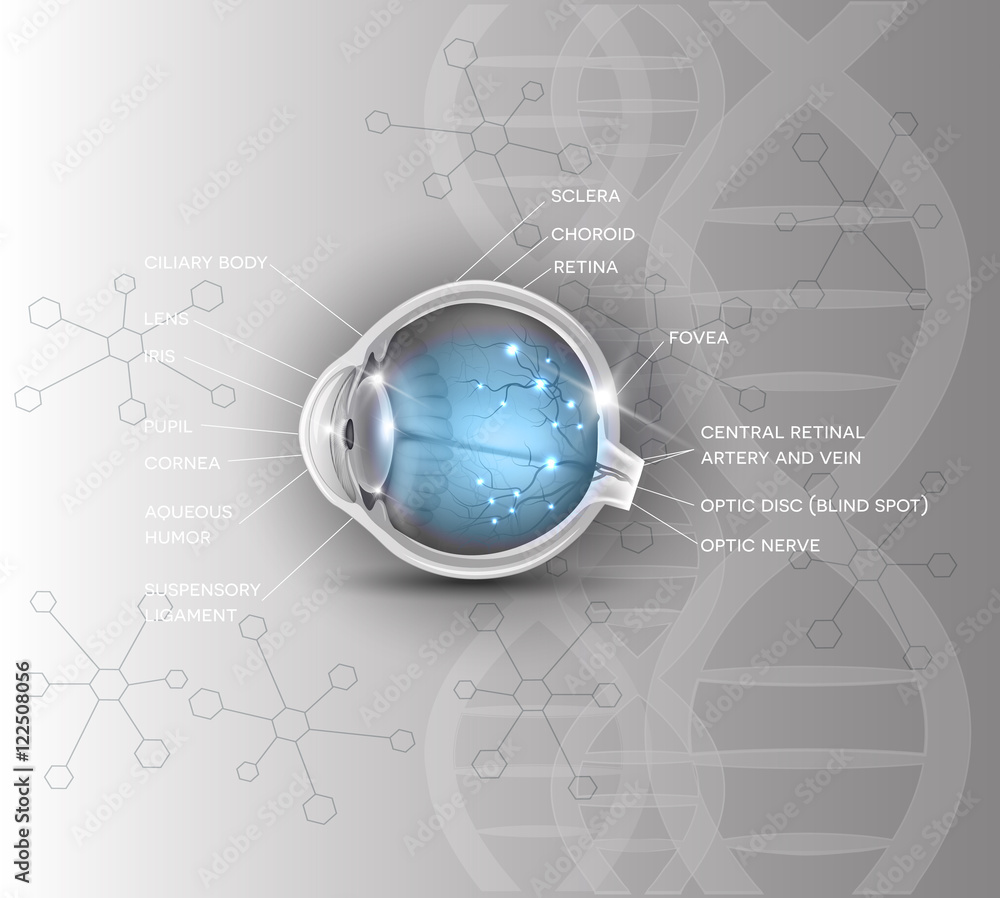 Normal eye anatomy scientific DNA background Stock Vector | Adobe Stock