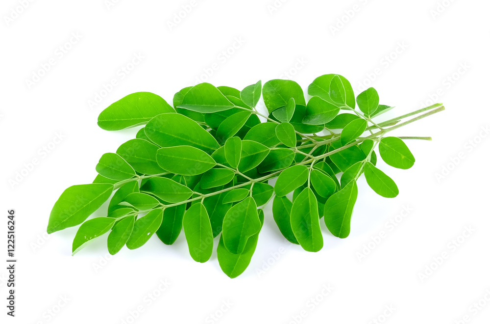 Moringa leaf Stock Photo | Adobe Stock