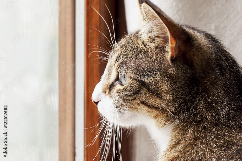 Cat looking outside a window Stock Photo | Adobe Stock