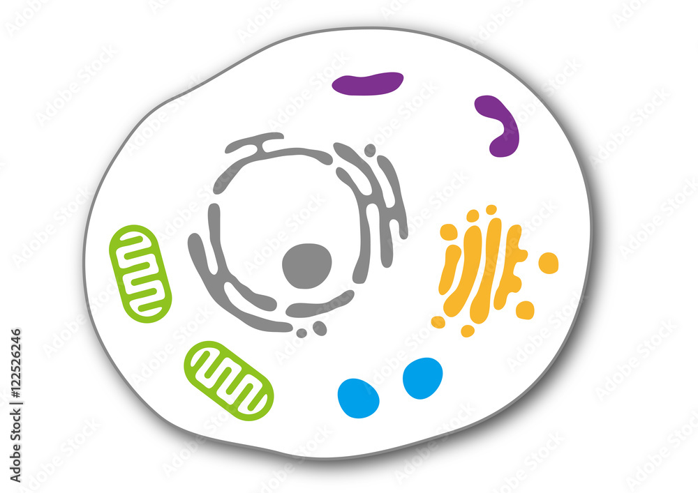 cell structure Stock Vector | Adobe Stock