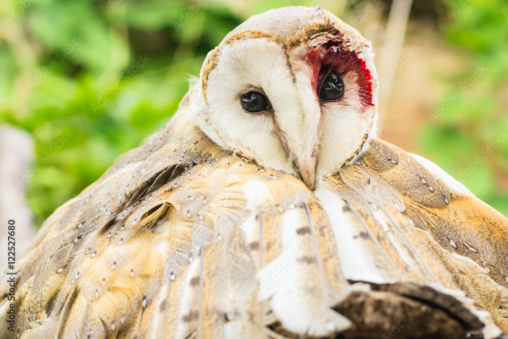 Owls on Halloween, Owl of death Stock Photo | Adobe Stock