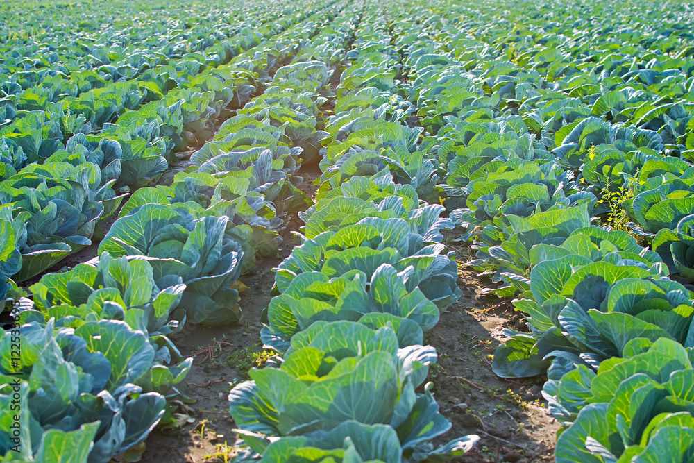 Cabage Field Rows. Farming Organic Cabbage. Green Cabbage on the Field ...