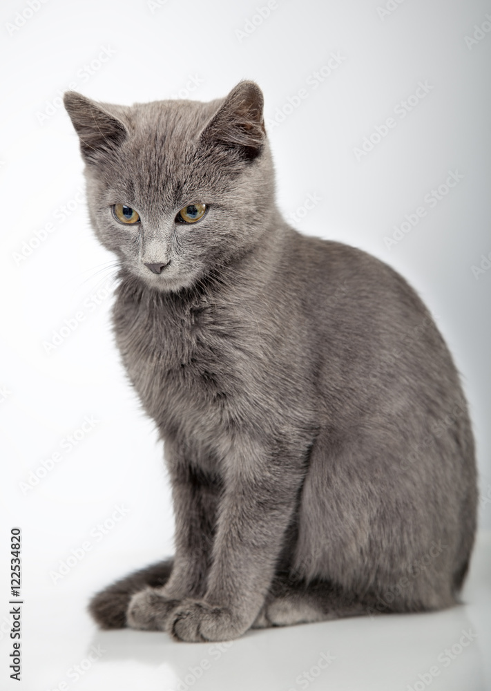 gray kitten , smoky cat on gray background. Stock Photo | Adobe Stock