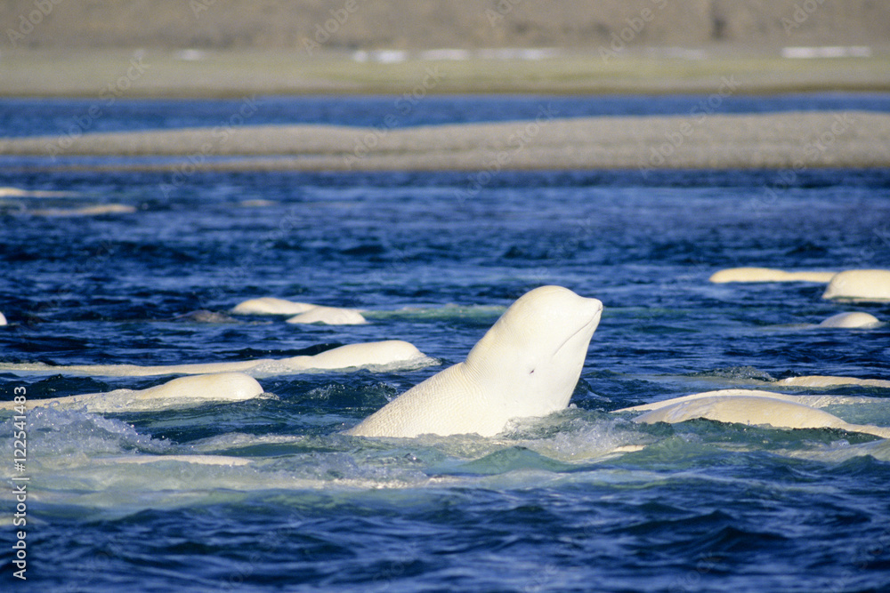 Adult beluga whales (Delphinapterus leucas) scratching their skin on ...