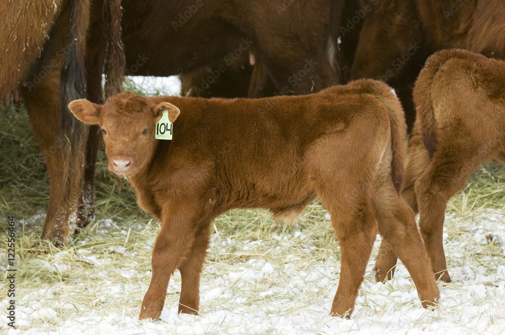 Stockfoto Red Angus (Bos taurus) Calf male. Only a few days old the ...