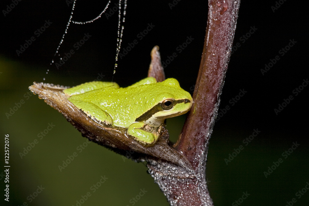 Foto de The Pacific Treefrog Hyla Regilla is quite common in B.C. They ...