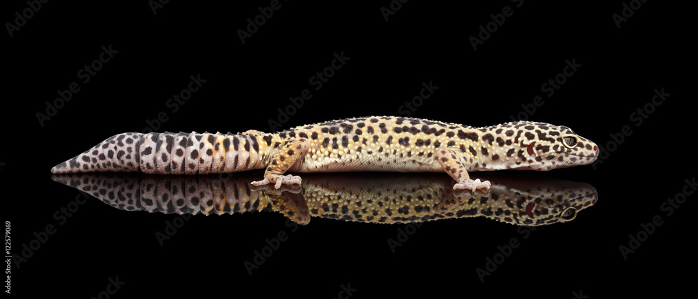 Leopard Gecko Eublepharis macularius Isolated Black Background with ...