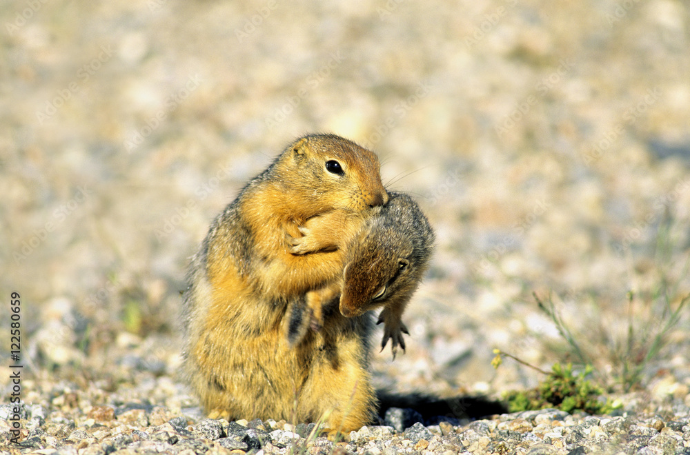 Arctic Ground Squirrel Babies