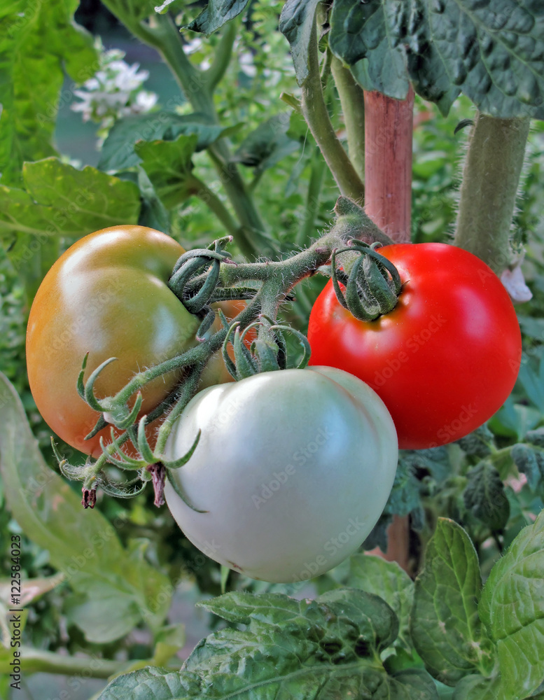 Tomatoes in Three Stages of Ripeness Stock Photo | Adobe Stock