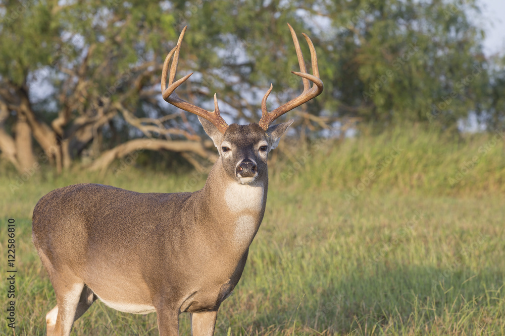 White-tailed Deer Buck in Southern Texas Stock Photo | Adobe Stock
