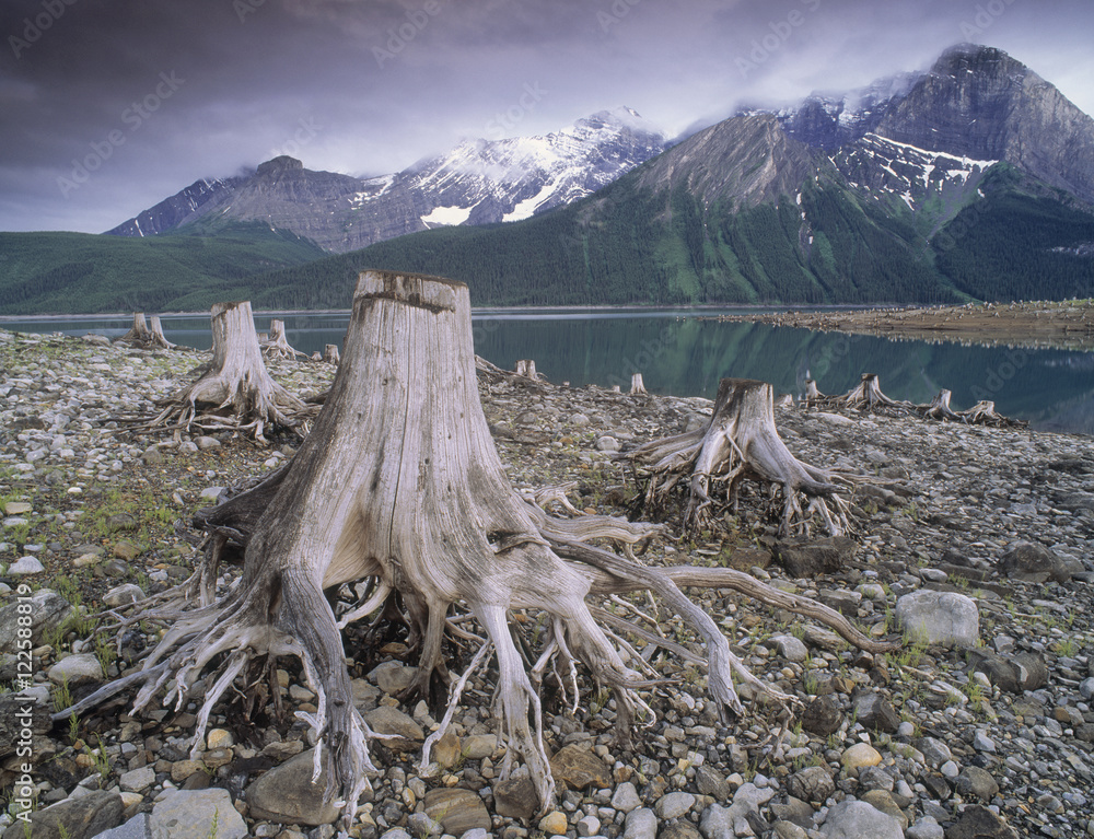 Upper Kananaskis Lake and tree stumps left over for clearing of dam ...