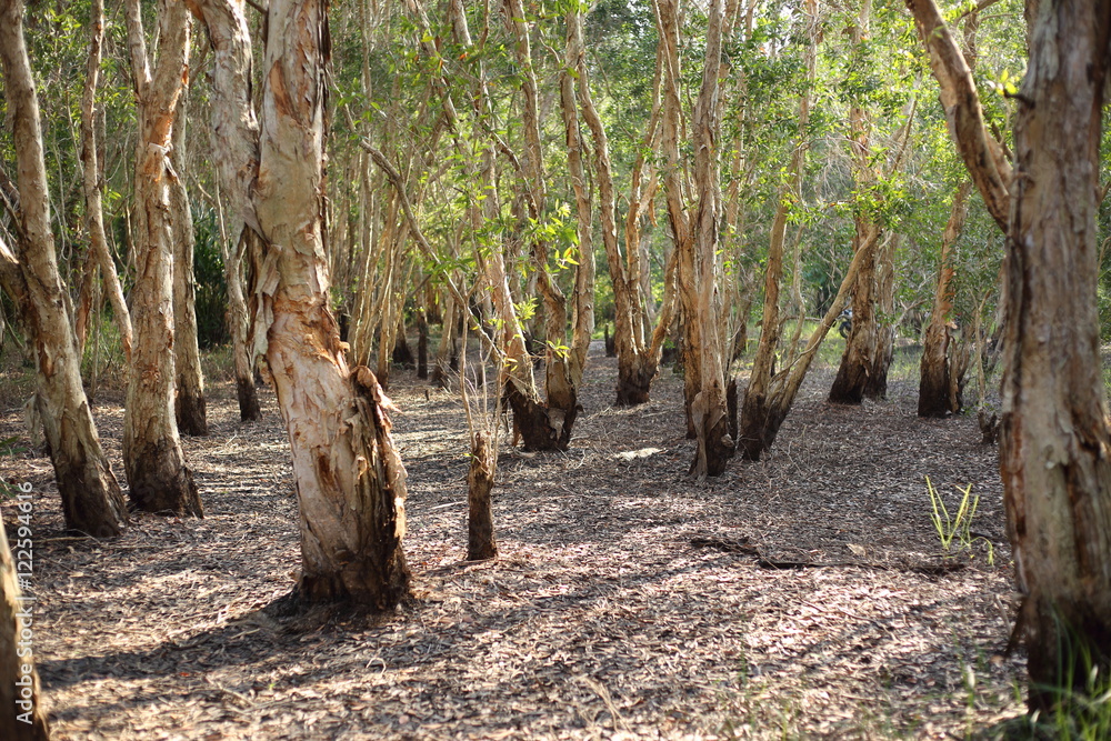 Melaleuca trees Wetland in Rayong Thailland Stock Photo | Adobe Stock