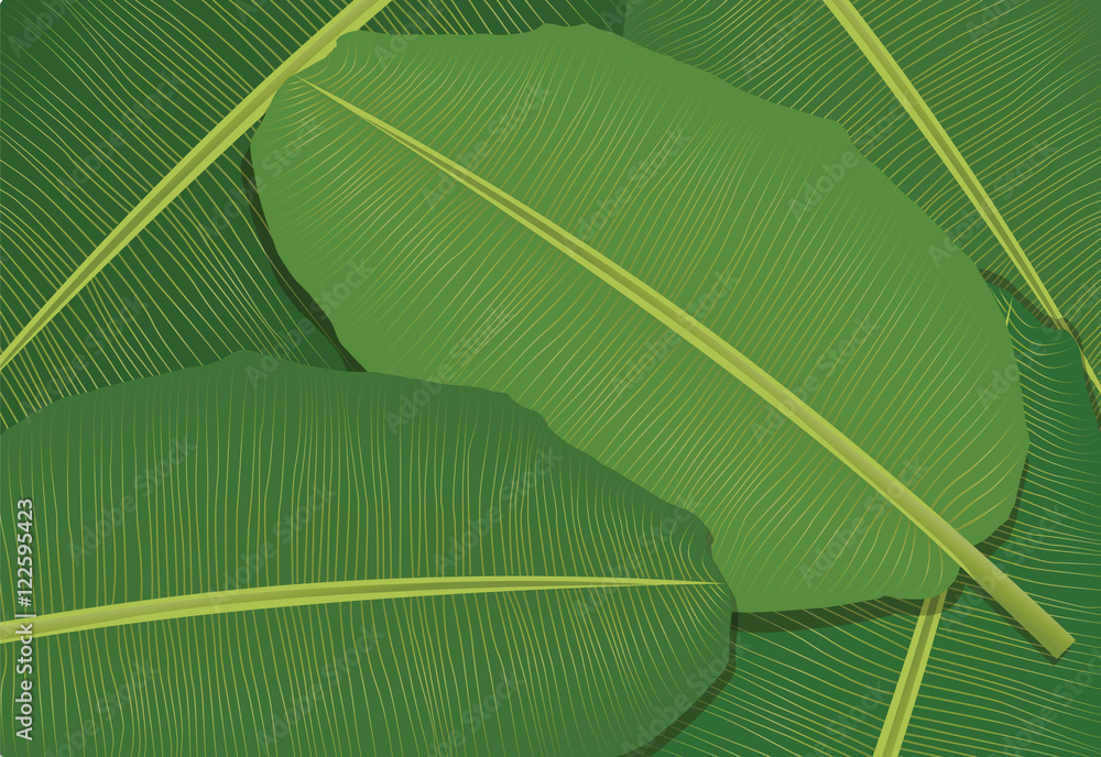 green banana leaves vector background. tropical leaves Stock Vector ...