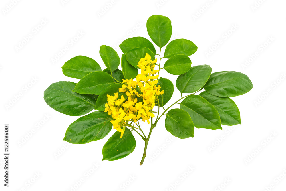 Closed up yellow flower of Burmese Rosewood or Pterocarpus indicus ...