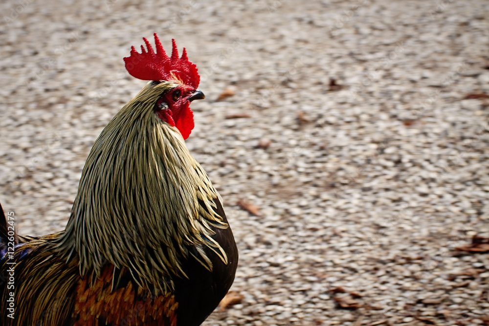 Farm animal, rooster with red hackles and wattles. Stock Photo | Adobe ...