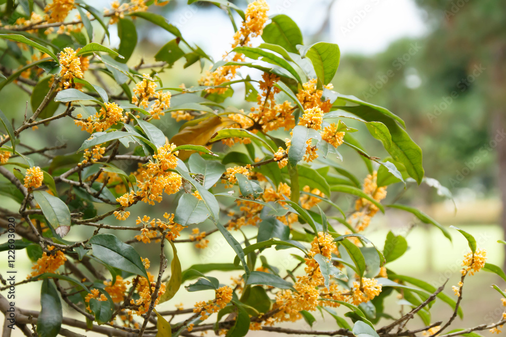 Orange osmanthus Stock Photo | Adobe Stock