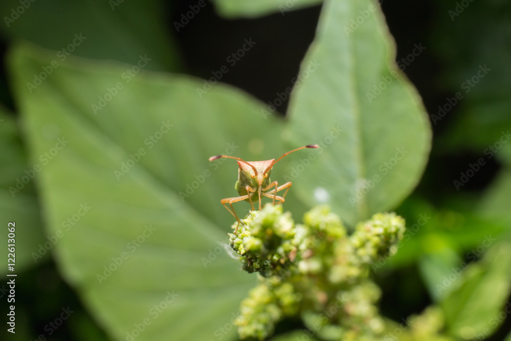 hemiptera Nezara Viridula Heteroptera pentatomidae palomera pras Stock ...