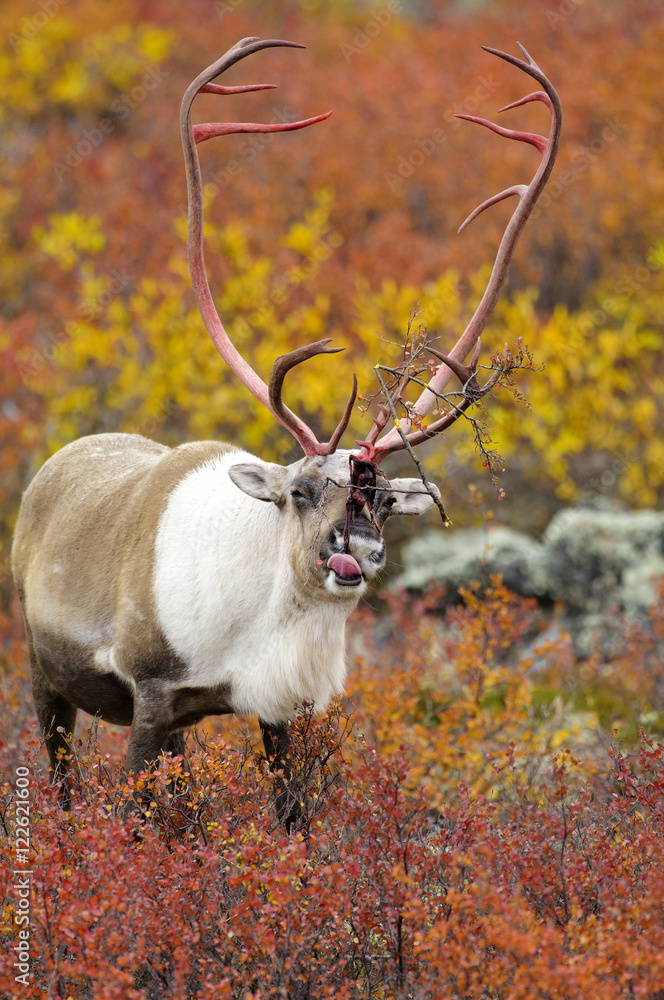 Caribou Antlers Shed