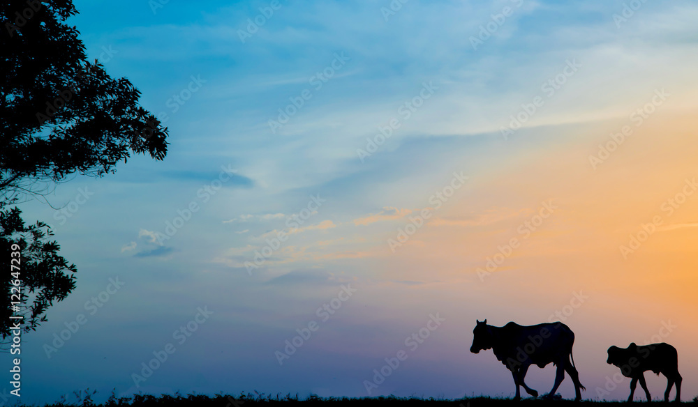 Glorious sunset shows silhouette of two cow as it heads for the shelter ...