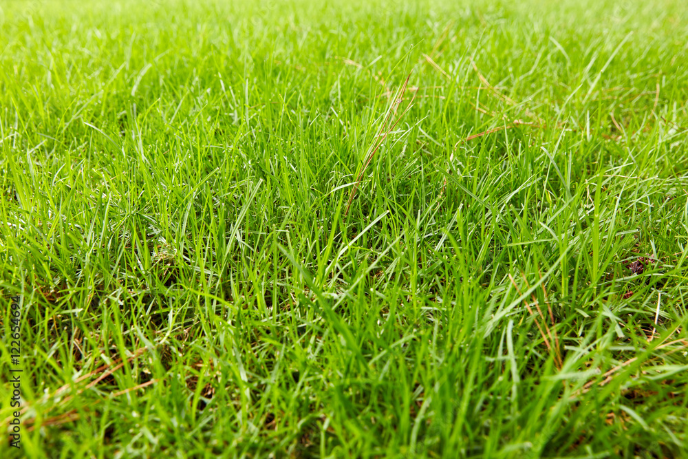 Green grass in a garden Stock Photo | Adobe Stock