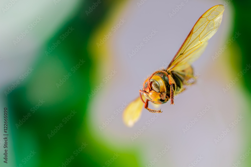 Flying Wasp, Insect Stock Photo | Adobe Stock