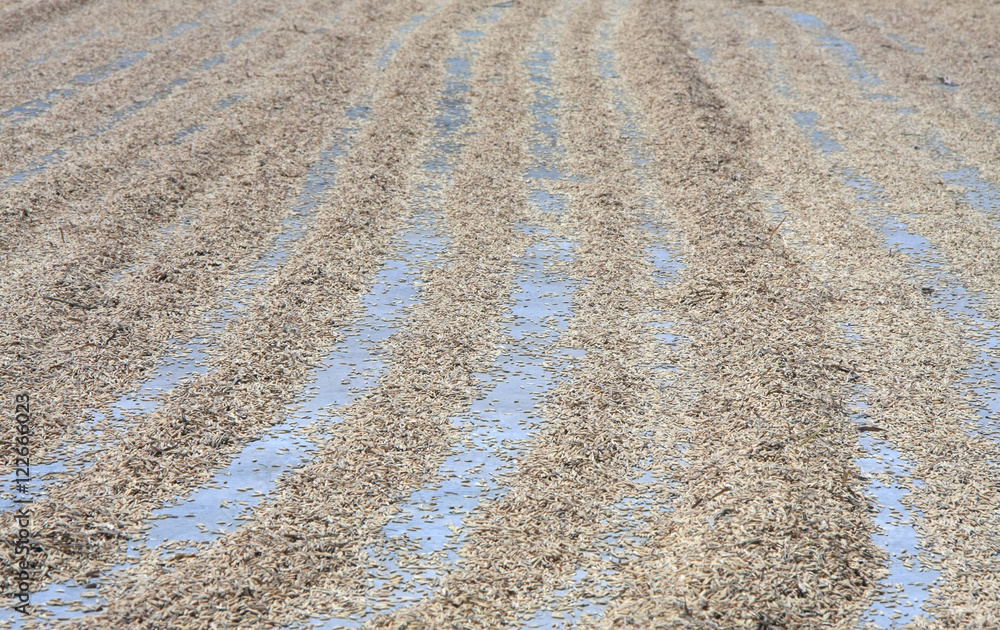 Sun drying seed/grain texture in rows on concrete flooring Stock Photo ...