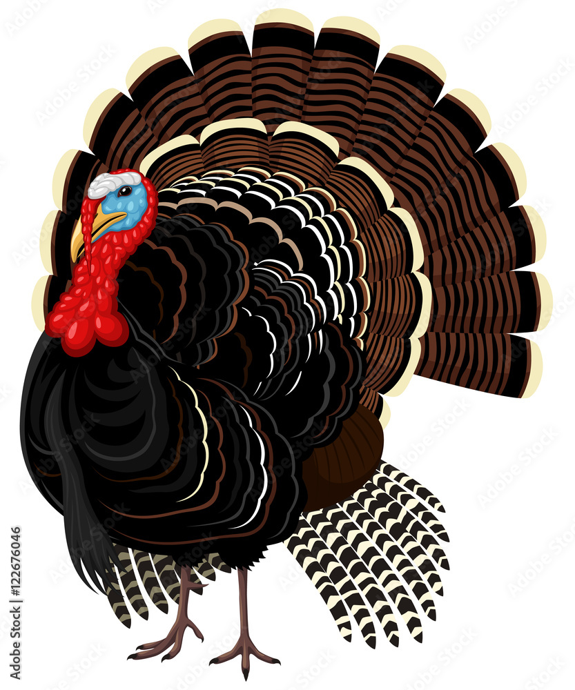 Vector illustration of a male wild turkey. Stock Vector | Adobe Stock