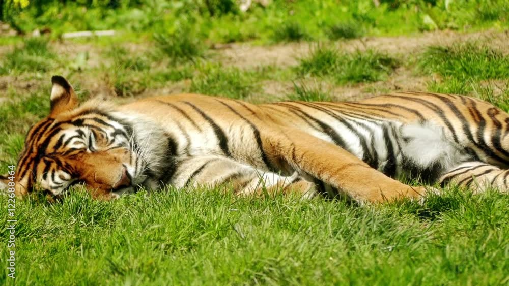 The Bengal tiger, also called the royal Bengal tiger (Panthera tigris ...