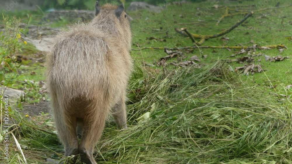 Capybara (Hydrochoerus hydrochaeris) is large rodent of genus ...