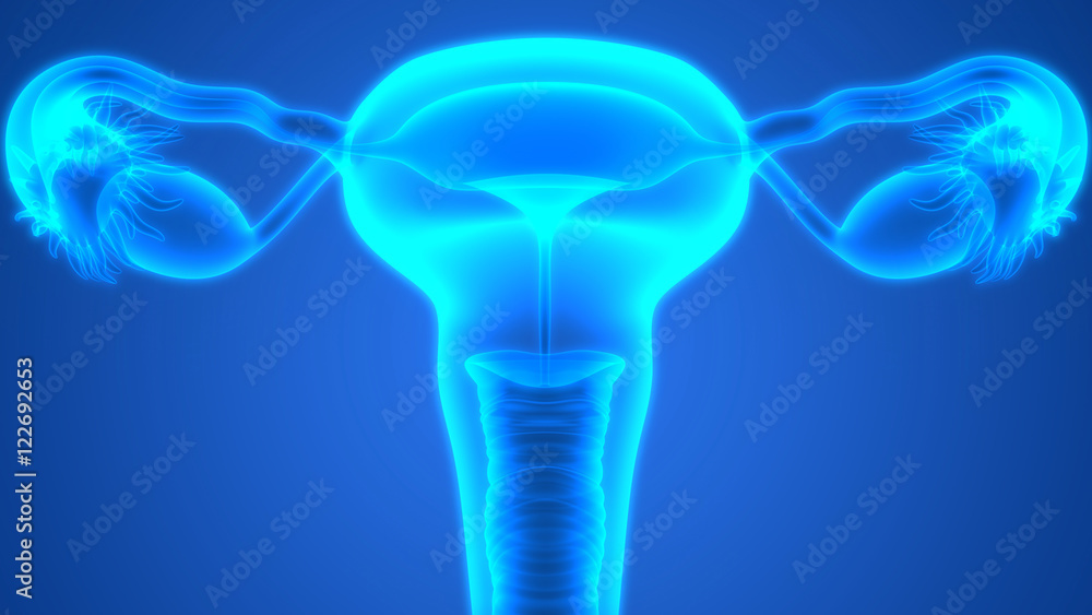 Female Reproductive System Anatomy Stock Illustration | Adobe Stock