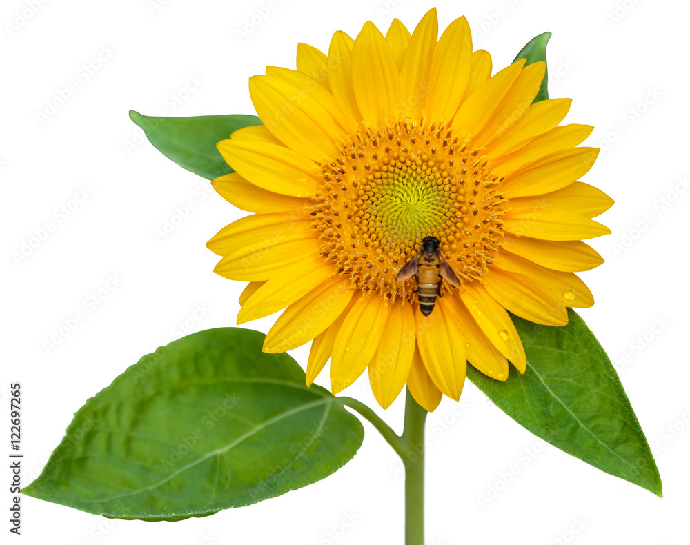 sunflower and working bee isolated on white background Stock Photo ...