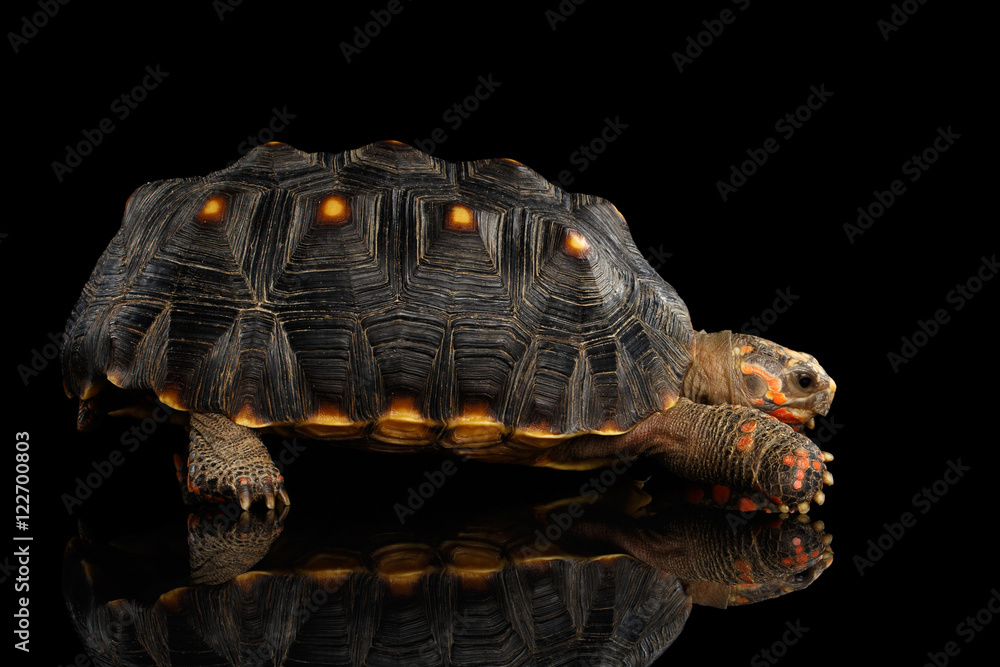 Red-footed tortoises, Chelonoidis carbonaria, Isolated black background ...