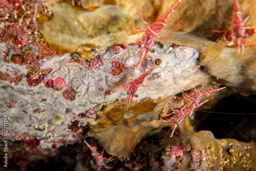 Scarlet Skunk Cleaner Shrimp close up macro Stock Photo | Adobe Stock